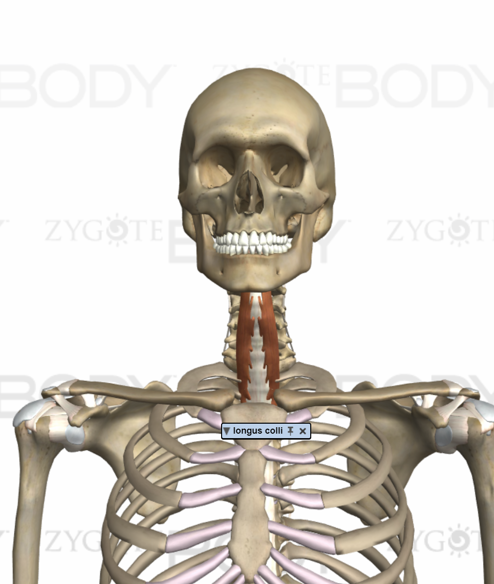 Upper body muscle imbalances – Strong Links Fitness