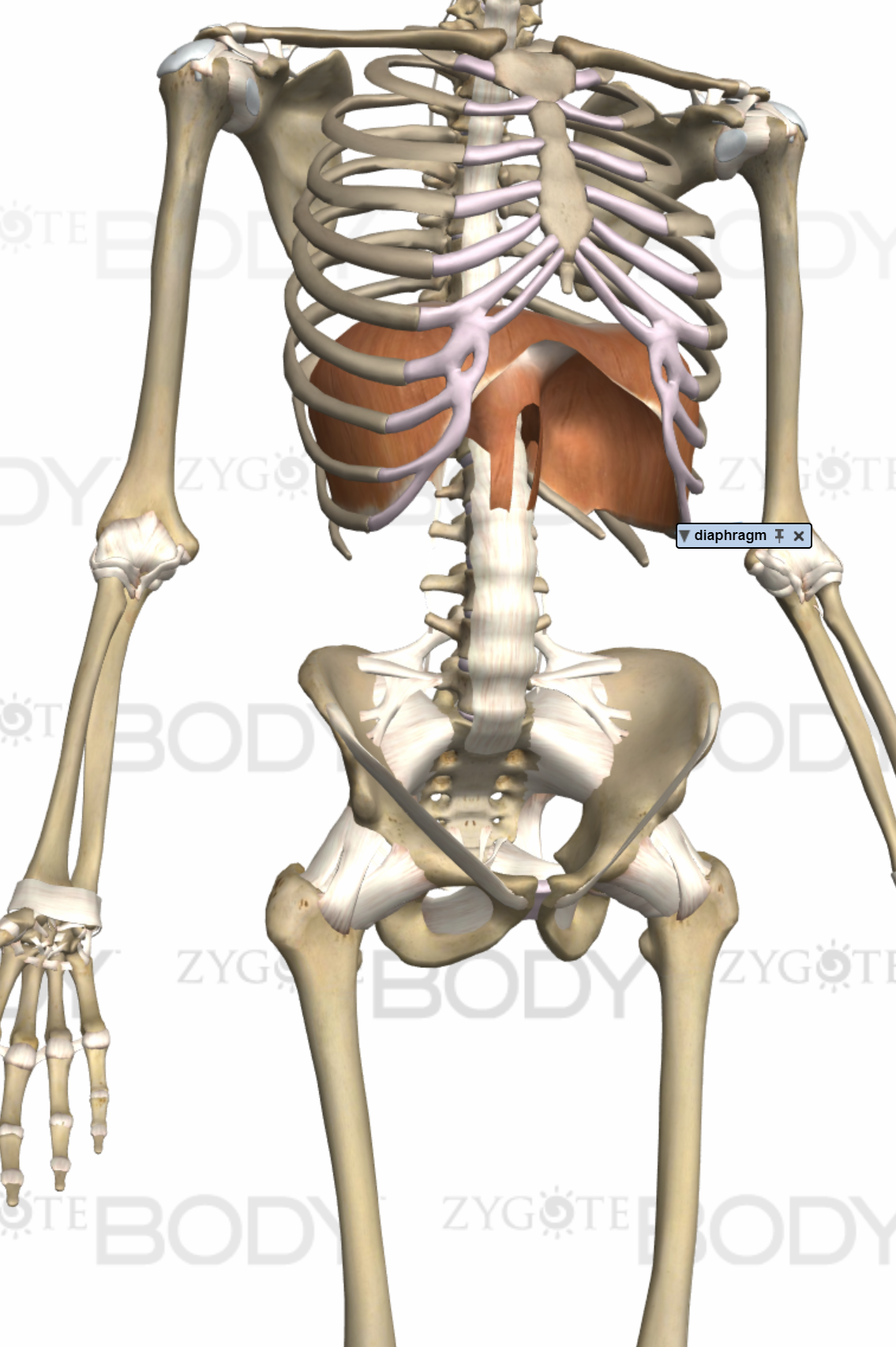 What are your core muscles? How to strengthen your core. – Strong Links ...