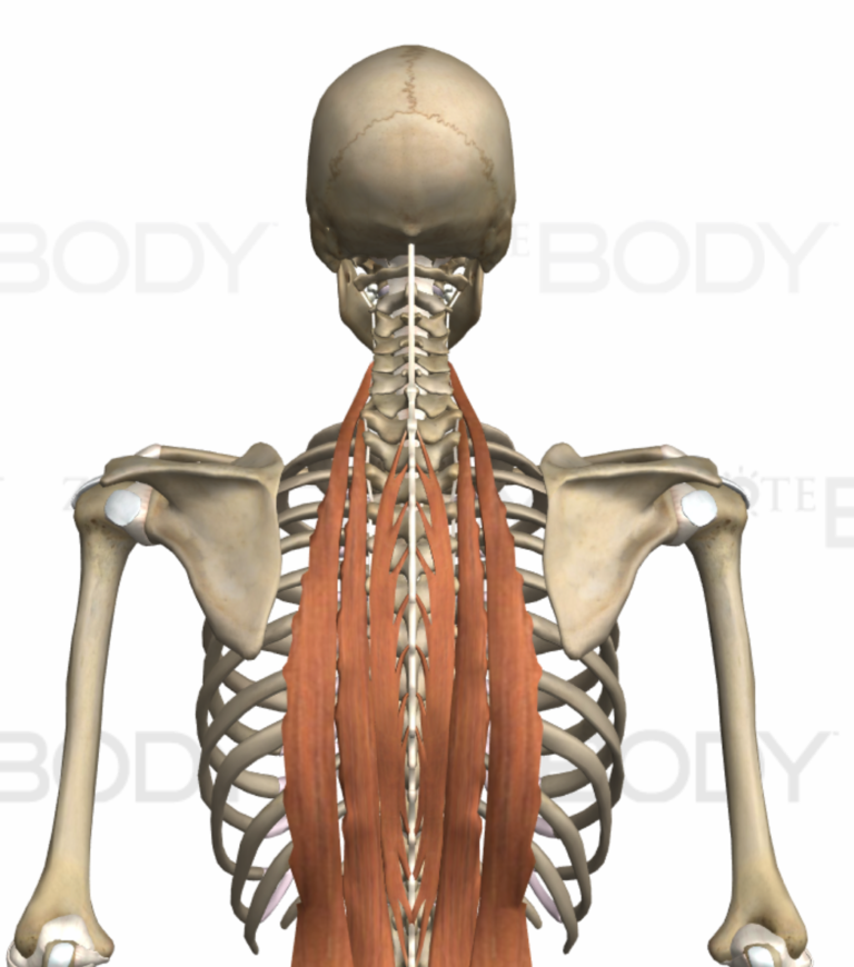 A guide﻿ to fitness and exercise for gamers. – Strong Links Fitness