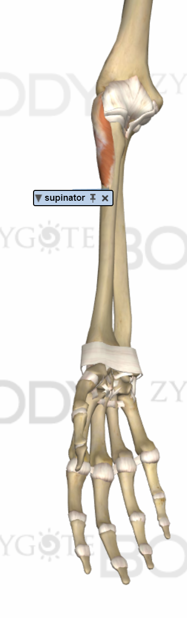 A Rock Climber’s Guide. – Strong Links Fitness