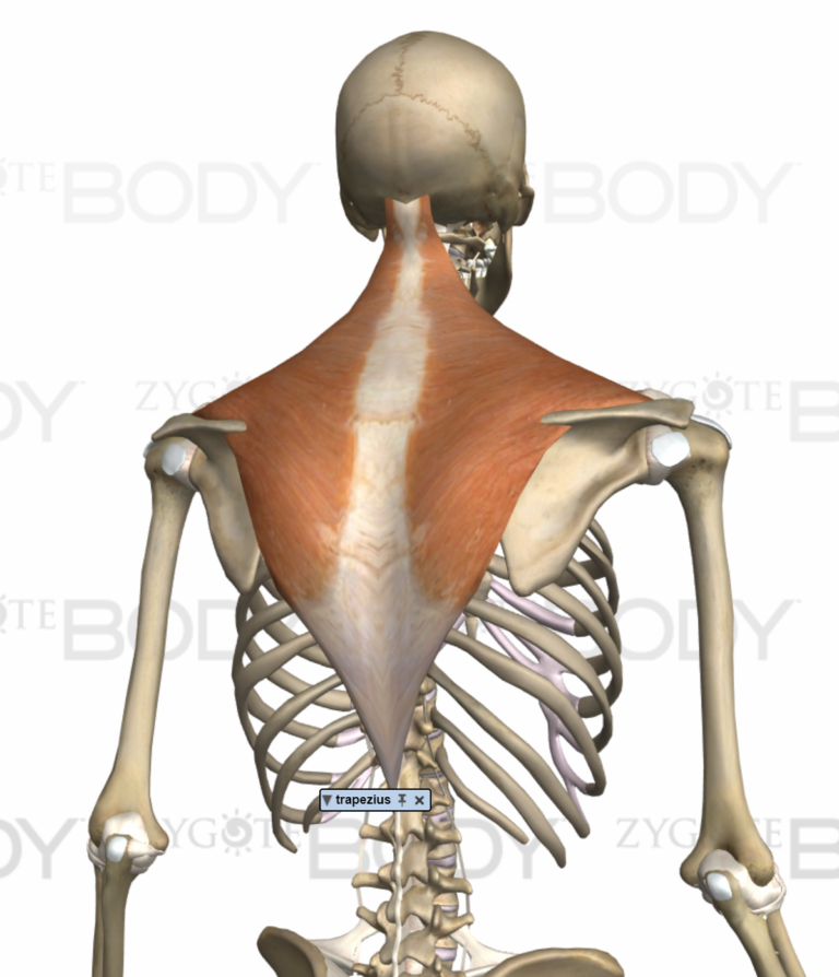 Upper body muscle imbalances – Strong Links Fitness