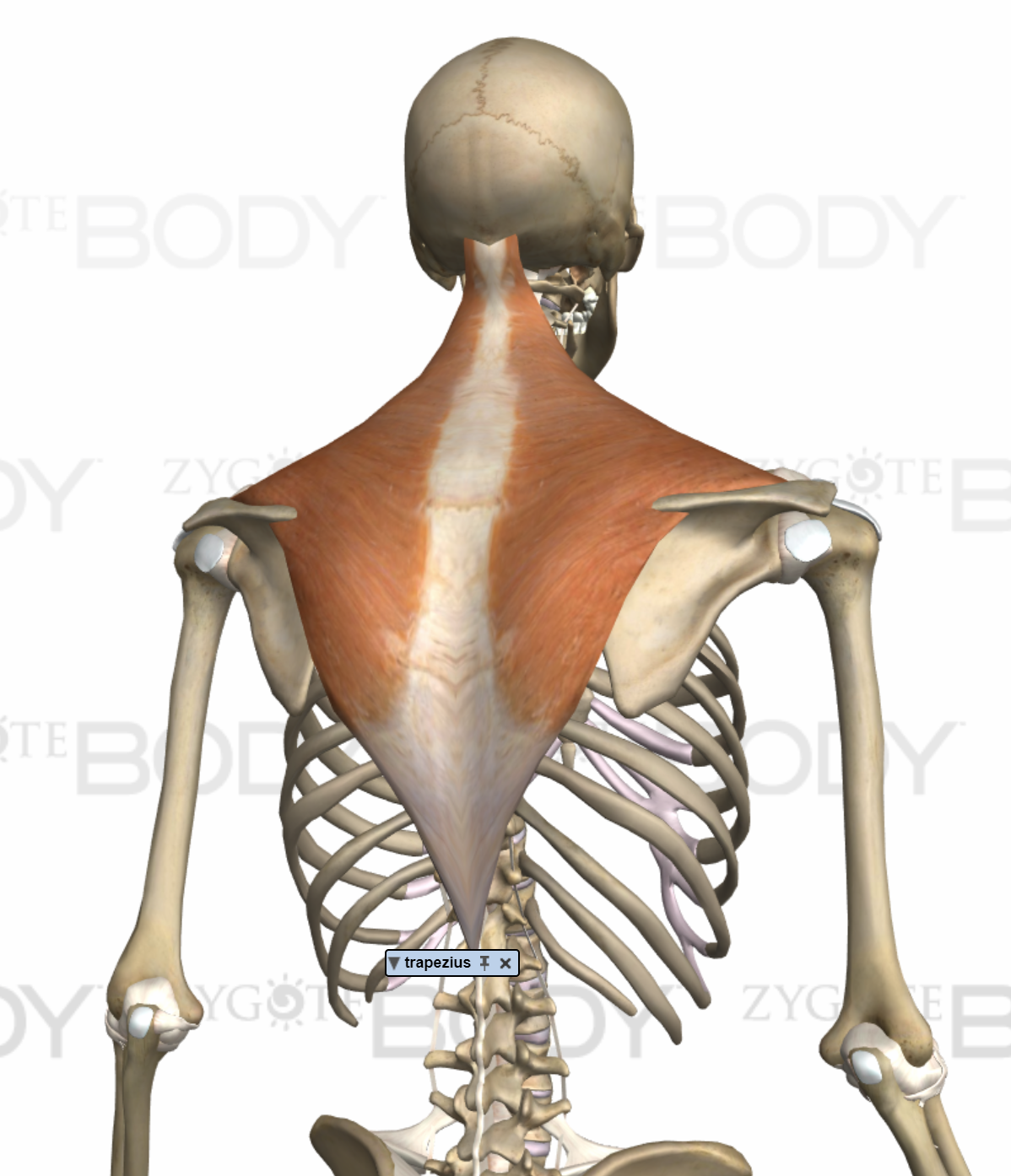 Upper body muscle imbalances – Strong Links Fitness