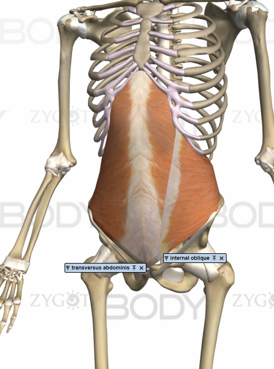 What are your core muscles? How to strengthen your core. – Strong Links ...