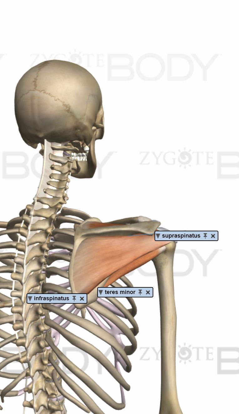 Upper body muscle imbalances – Strong Links Fitness