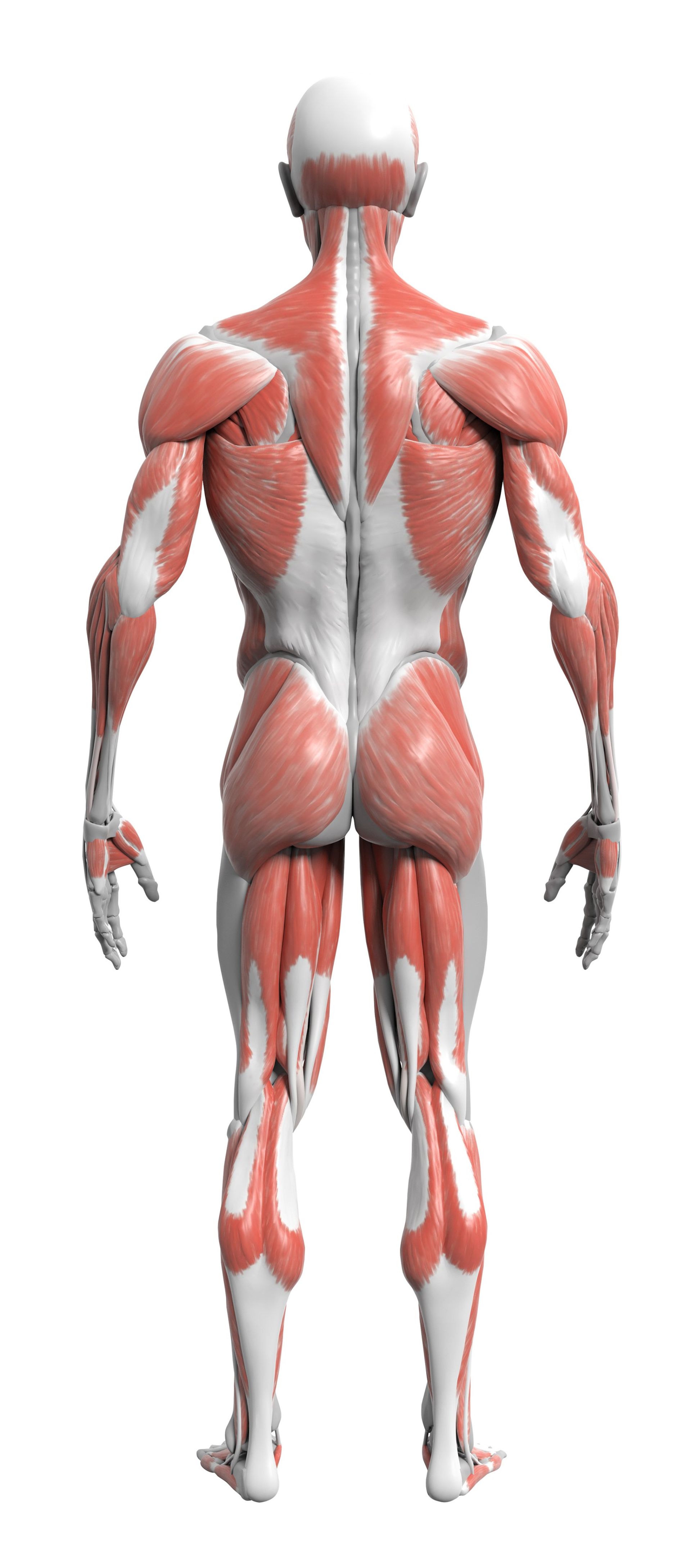 Static Posture Assessment Strong Links Fitness